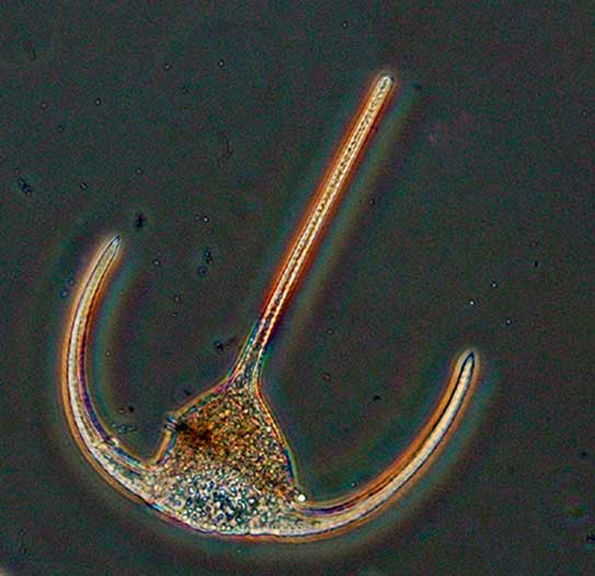 Ceratium tripos – The Book of Threes