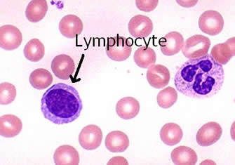 Lymphocyte Labeled